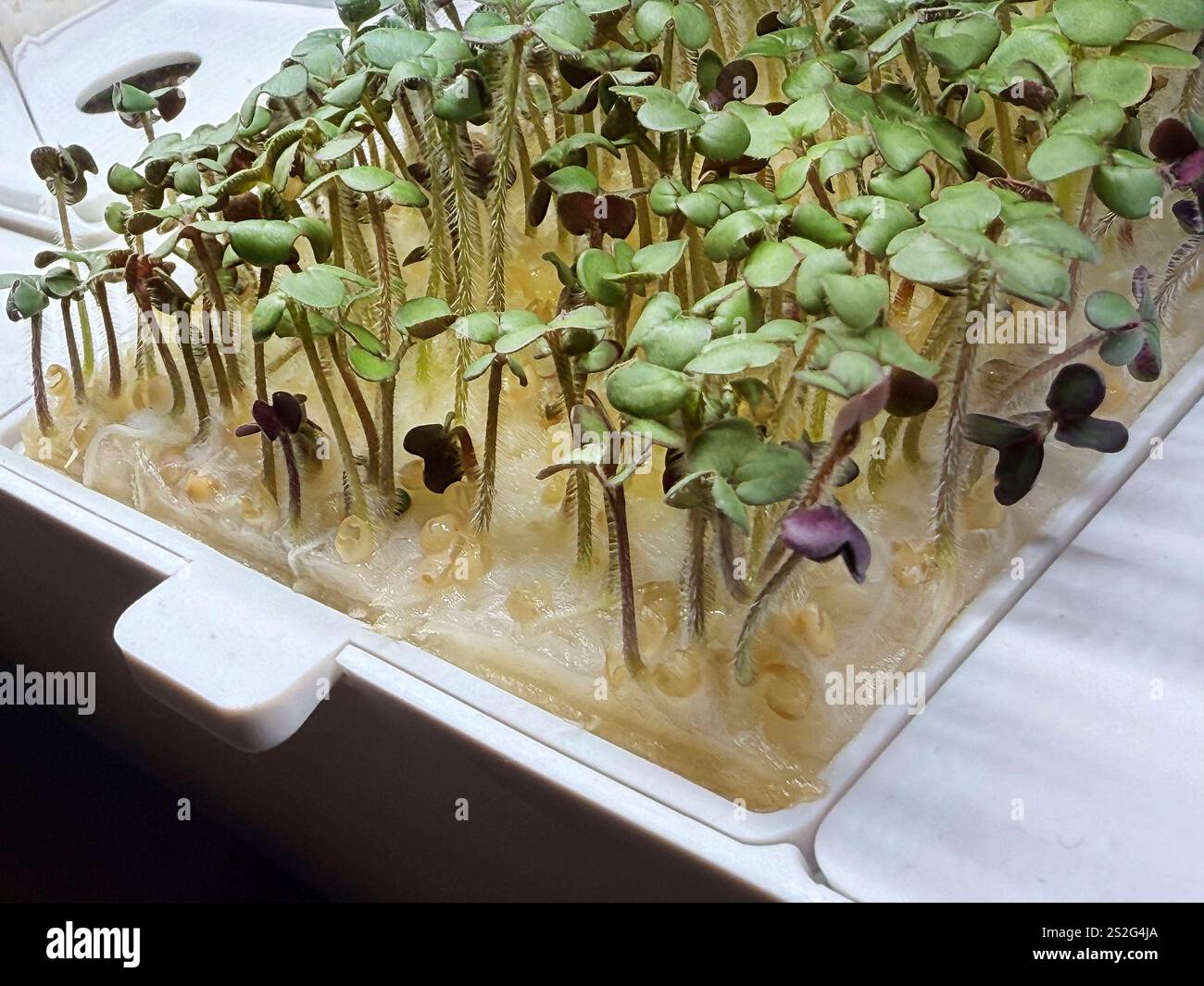 Ernährung, Microgreens, Sprossen und Kräuter anzüchten mit Micro ...