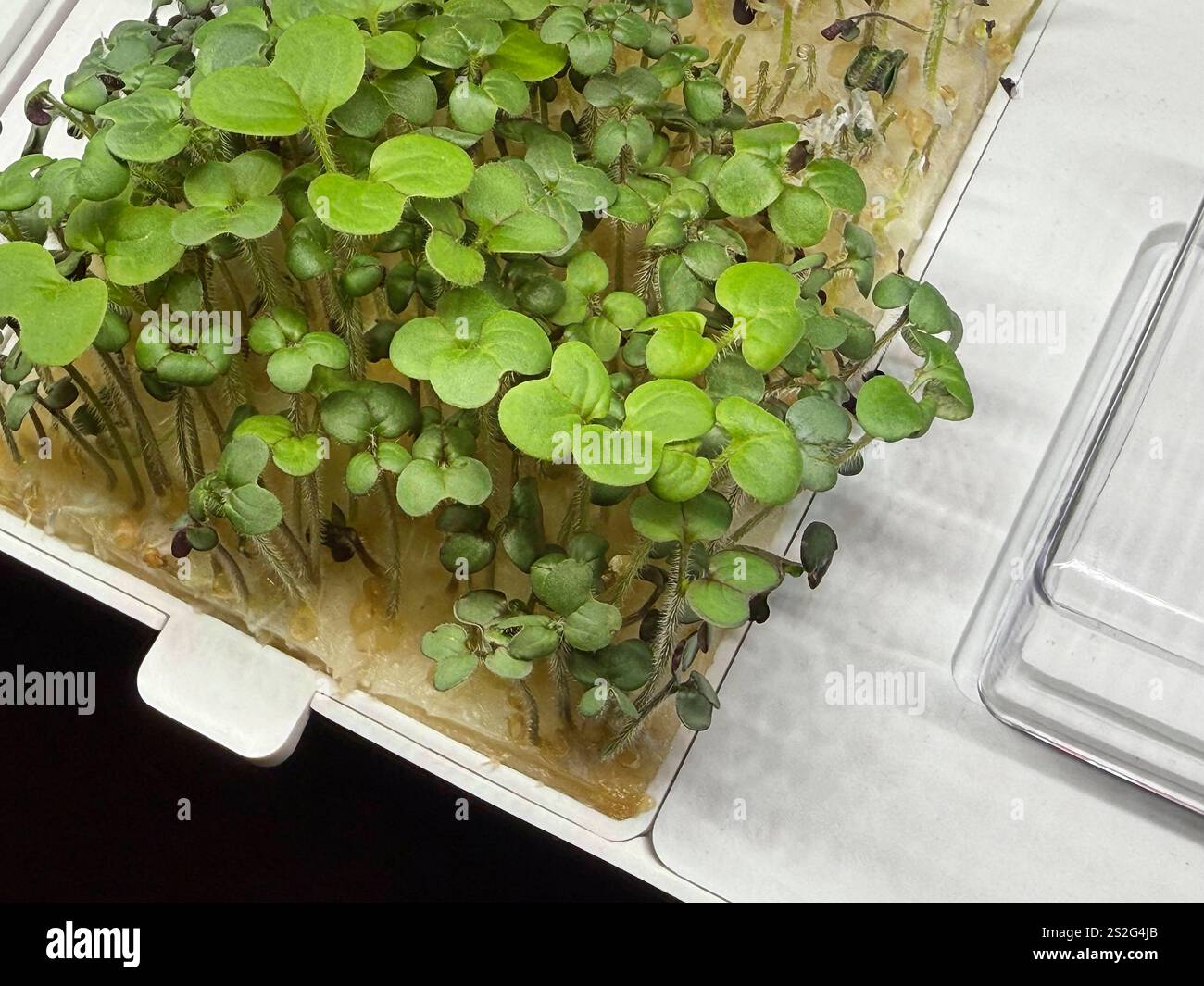 Ernährung, Microgreens, Sprossen und Kräuter anzüchten mit Micro ...