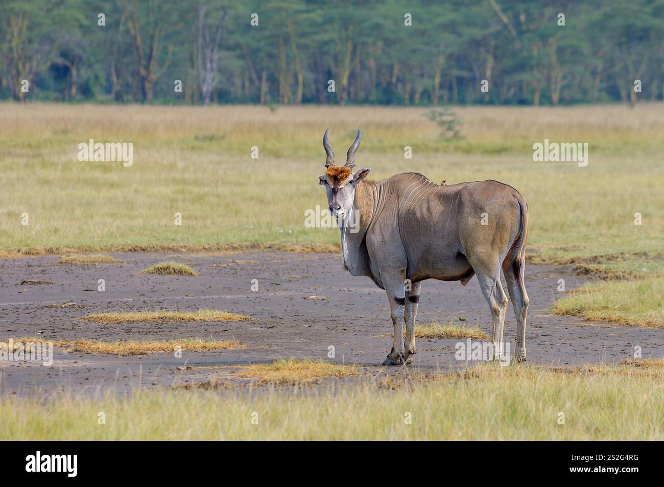 Common eland (Taurotragus oryx, male) from Lake Nakuru, kenya Stock ...