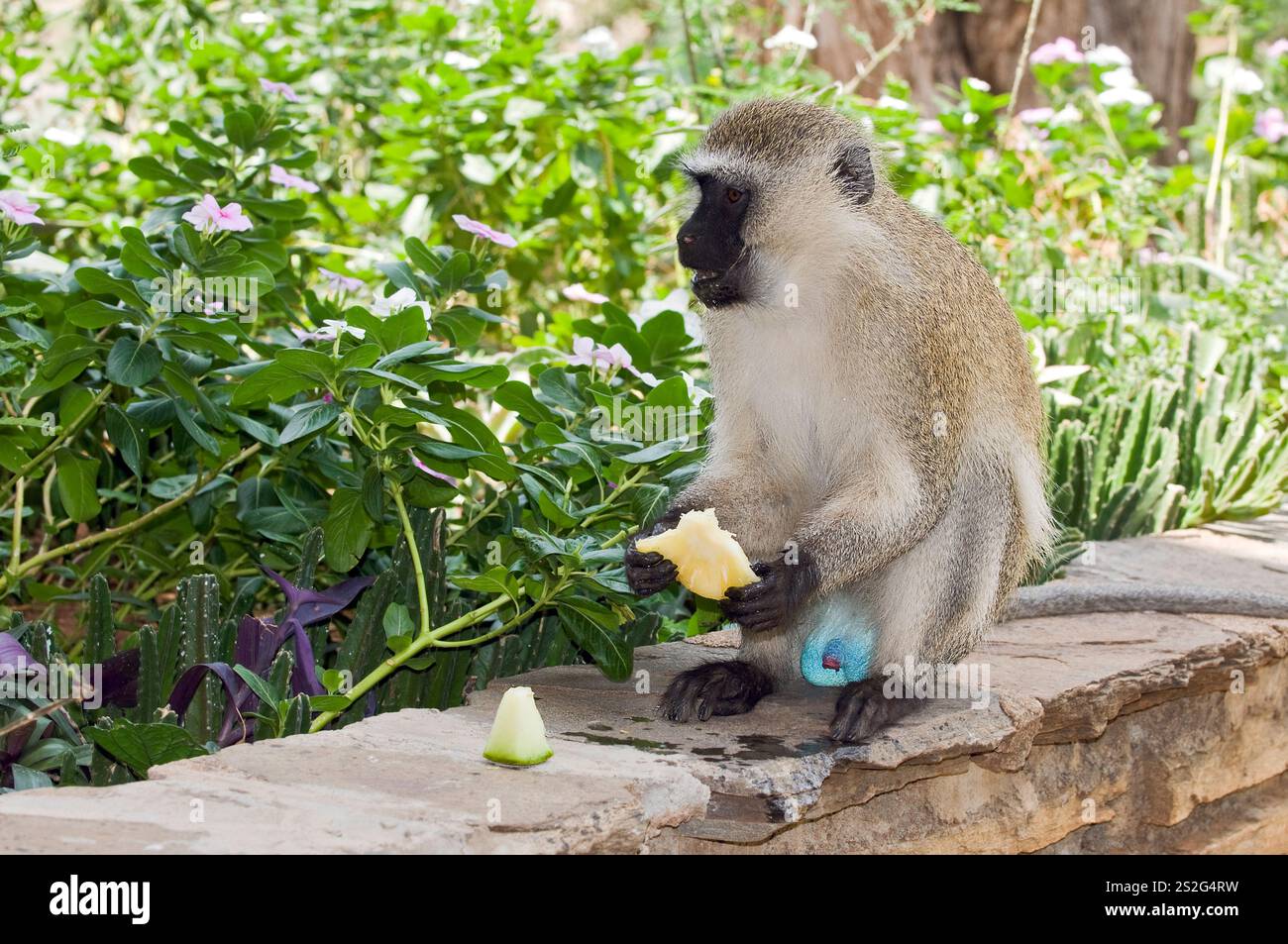 Vervet Monkey (Chlorocebus pygerythrus).with bright blue testicles ...