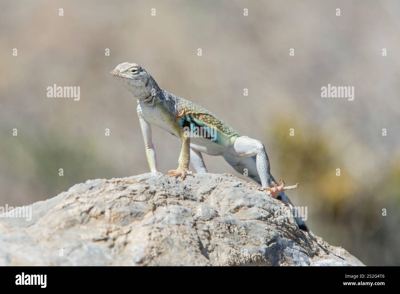 A portrait of a Zebra-tailed Lizard (Callisaurus draconoides) perched ...