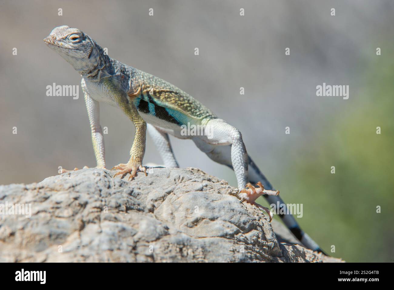 A portrait of a Zebra-tailed Lizard (Callisaurus draconoides) perched ...