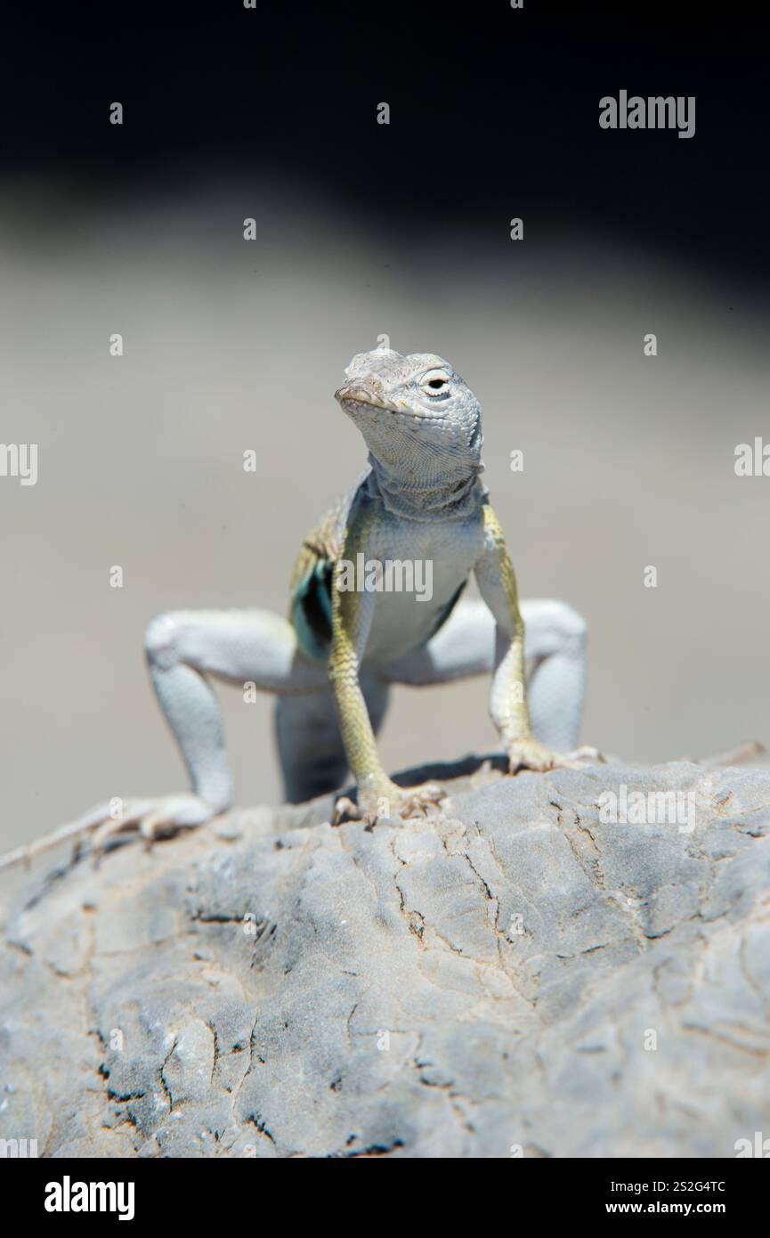 A portrait of a Zebra-tailed Lizard (Callisaurus draconoides) perched ...