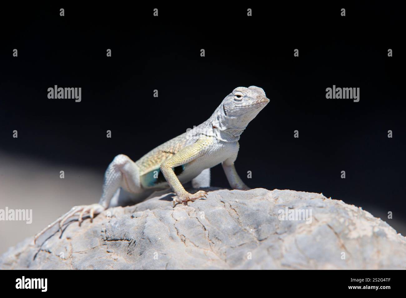A portrait of a Zebra-tailed Lizard (Callisaurus draconoides) perched ...