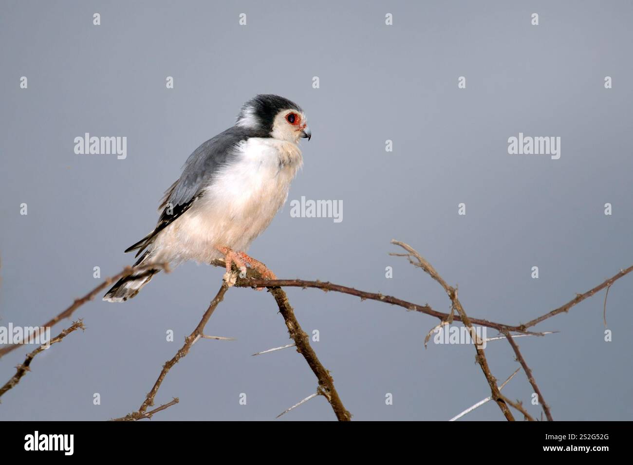 African Pygmy-falcon (Polihierax semitorquatus) from Samburu NP, Kenya ...