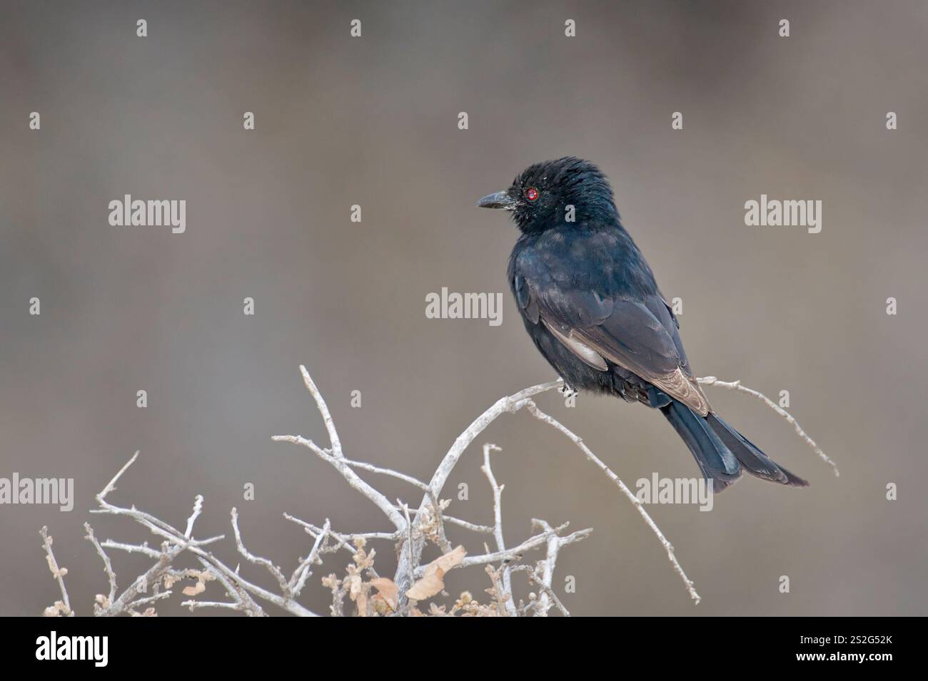 Fork-tailed drongo (Dicrurus adsimilis) from Samburu NR, Kenya Stock ...