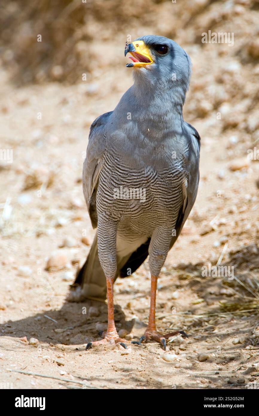 Predatory eastern pale chanting goshawk hi-res stock photography and ...