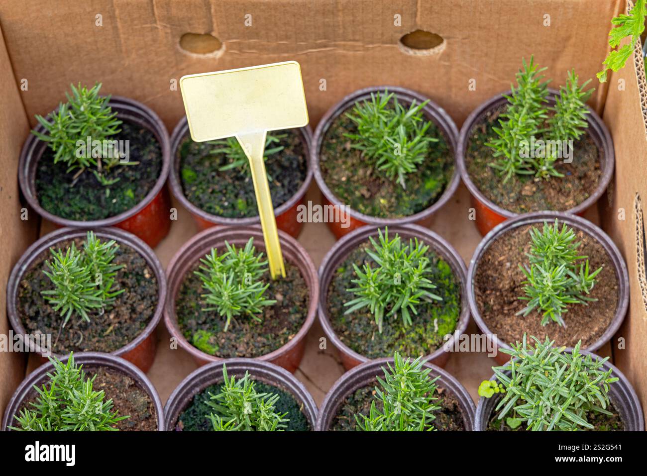 Many Potted Rosemary Plants in Box at Garden Centre Stock Photo - Alamy