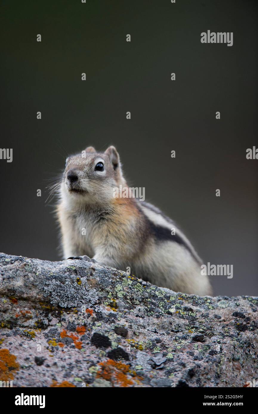 Golden-mantled Ground Squirrel (Spermophilus lateralis) in Rocky ...