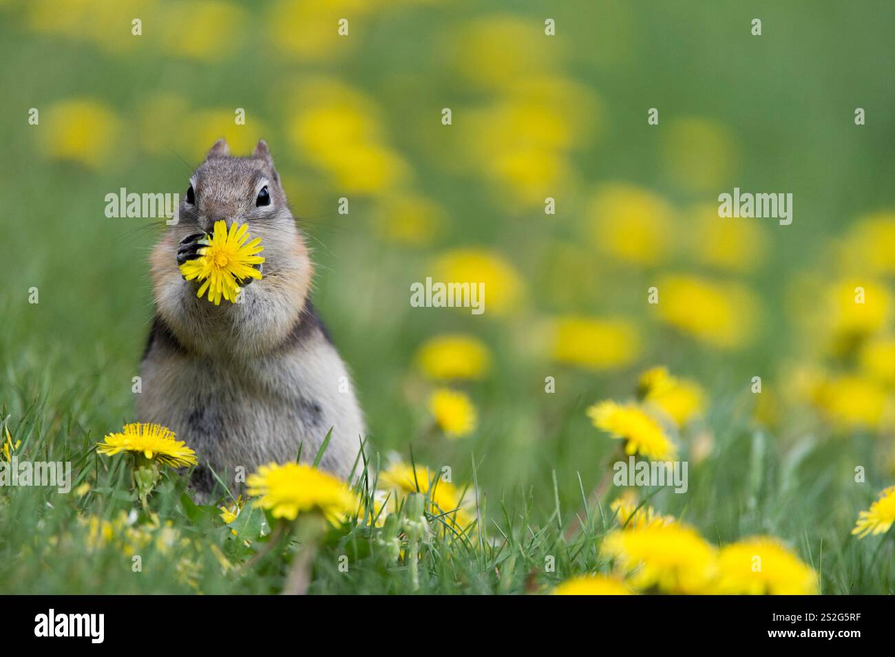 Golden-mantled Ground Squirrel eating dandelion (Spermophilus lateralis ...