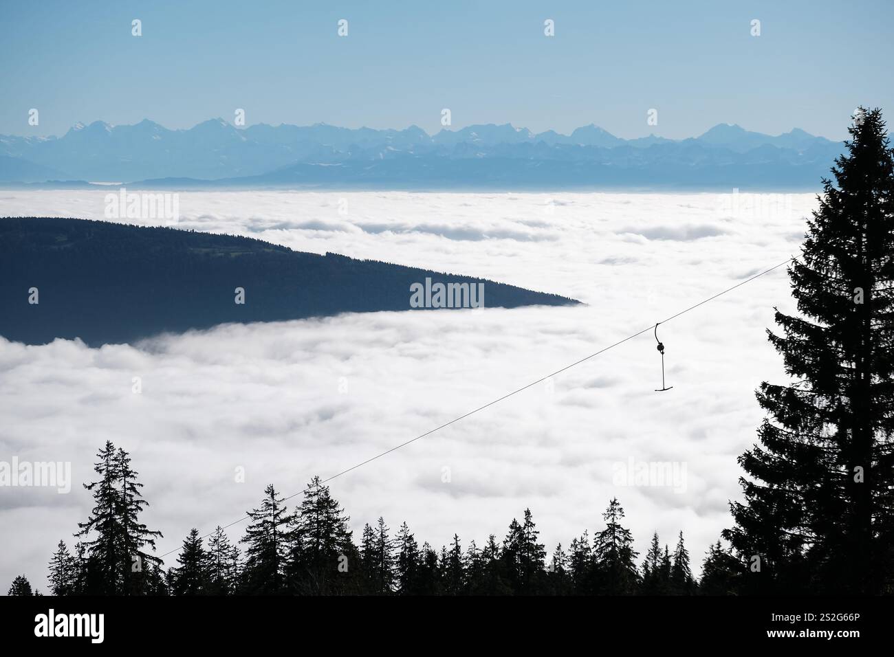 View of Alps with cloud inversion, from Jura mountain, foreground pine ...