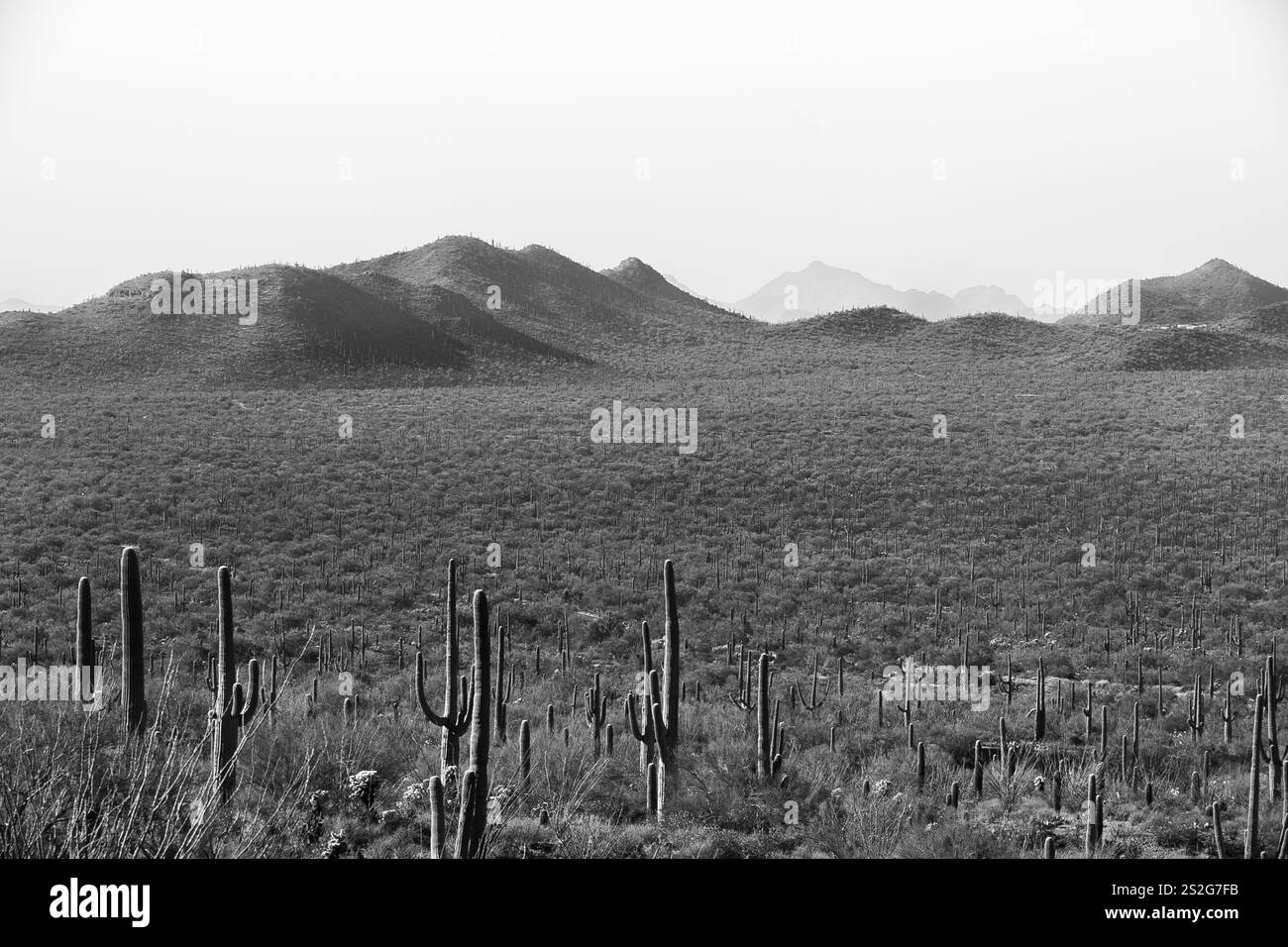 Tucson the vast desert landscape showcases numerous tall cacti ...