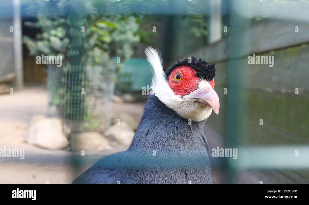 Blue eared pheasant in the cage in the Tallinn Zoo Stock Photo - Alamy