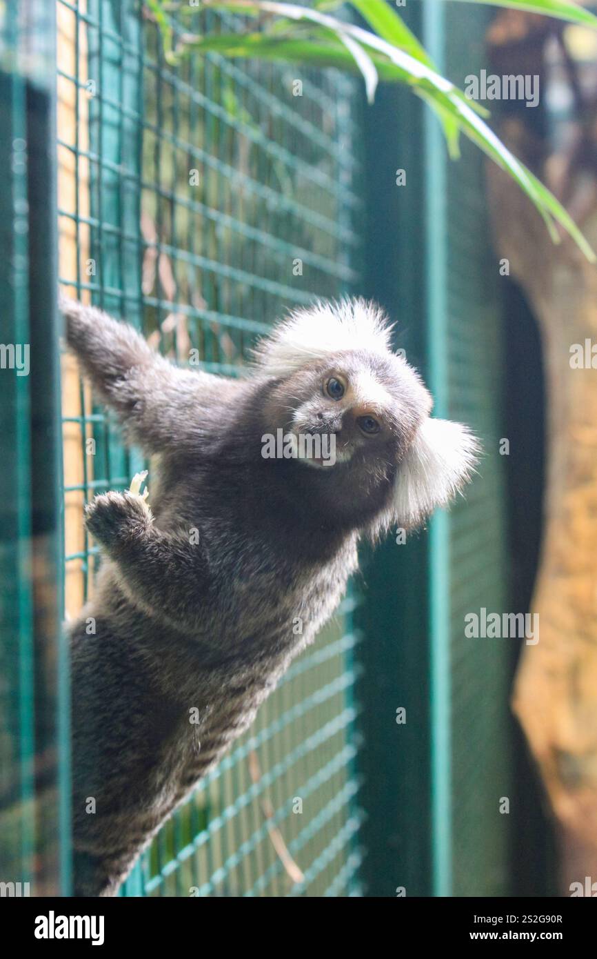 Funny marmoset monkey at the Tallinn Zoo Stock Photo - Alamy