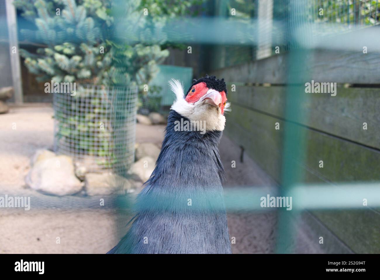 Blue eared pheasant in the cage in the Tallinn Zoo Stock Photo - Alamy