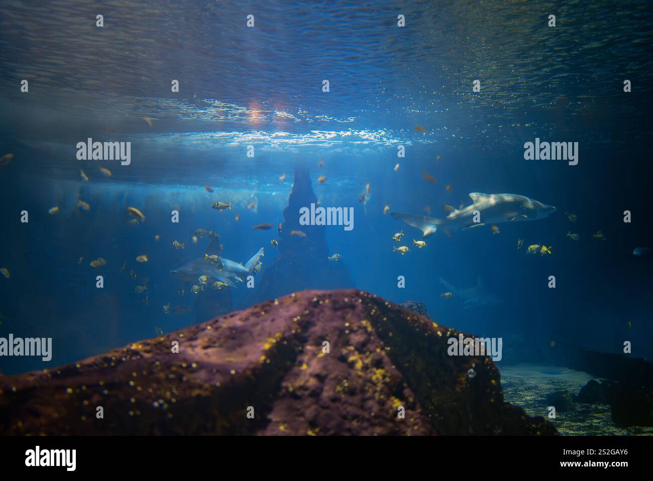 Explore the underwater world hi-res stock photography and images - Alamy