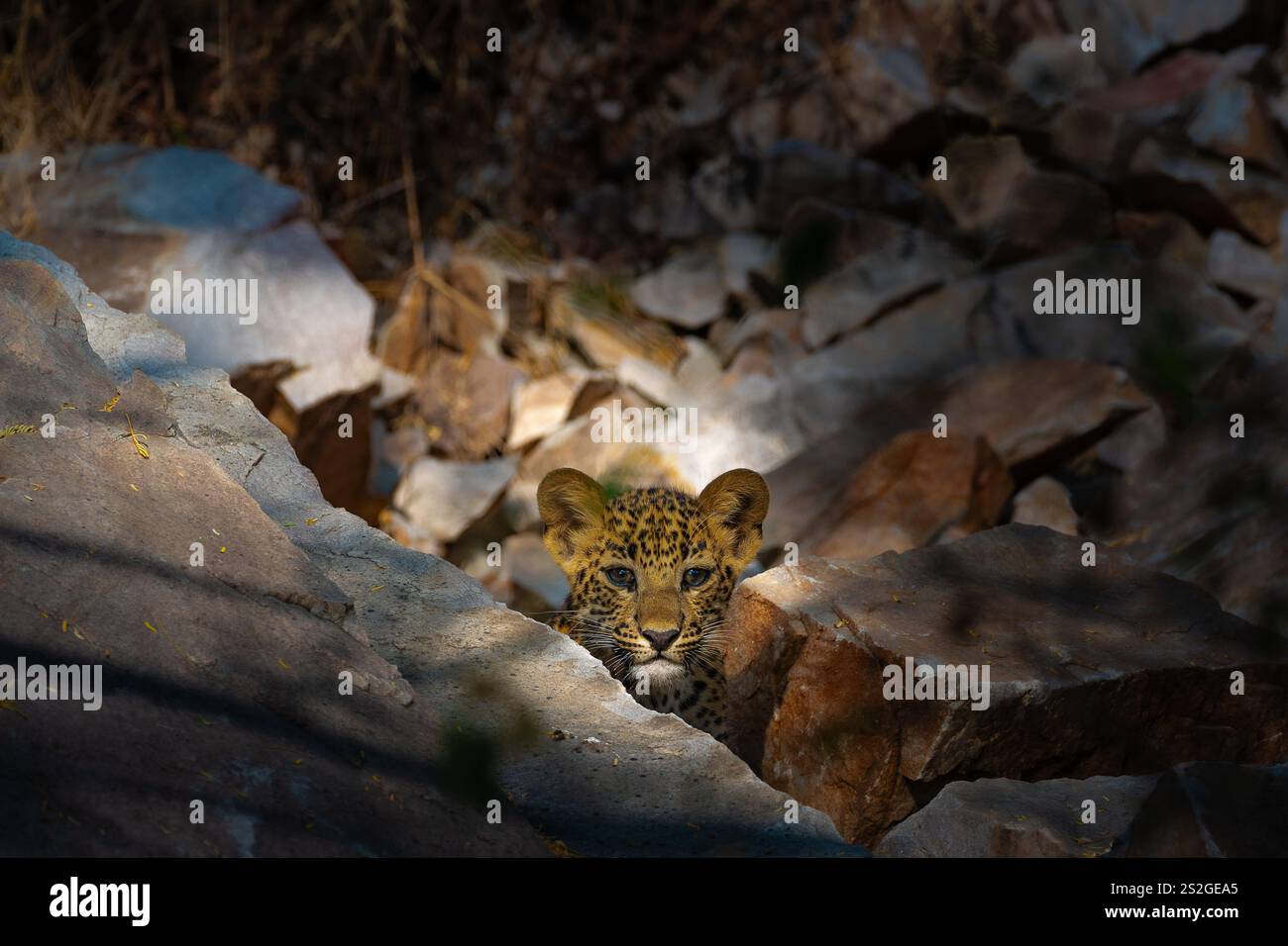 Eyes full of curiosity: A playful leopard cub in Jhalana Reserve ...