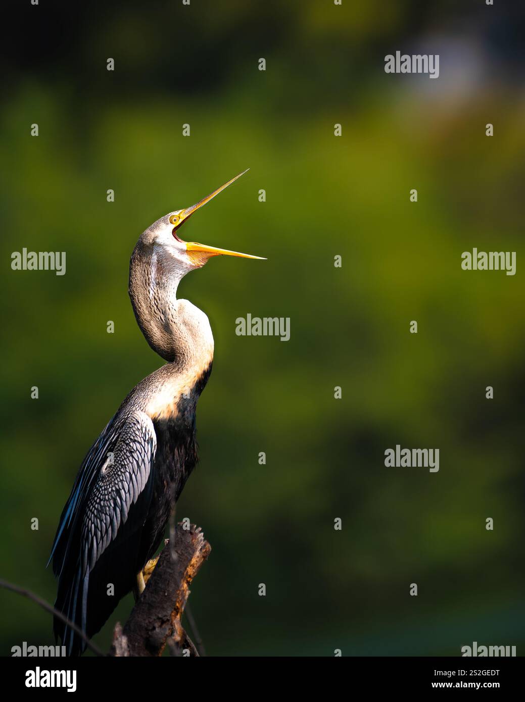 A Darter (Snake Bird) caught in a moment of yawning with its mouth wide ...
