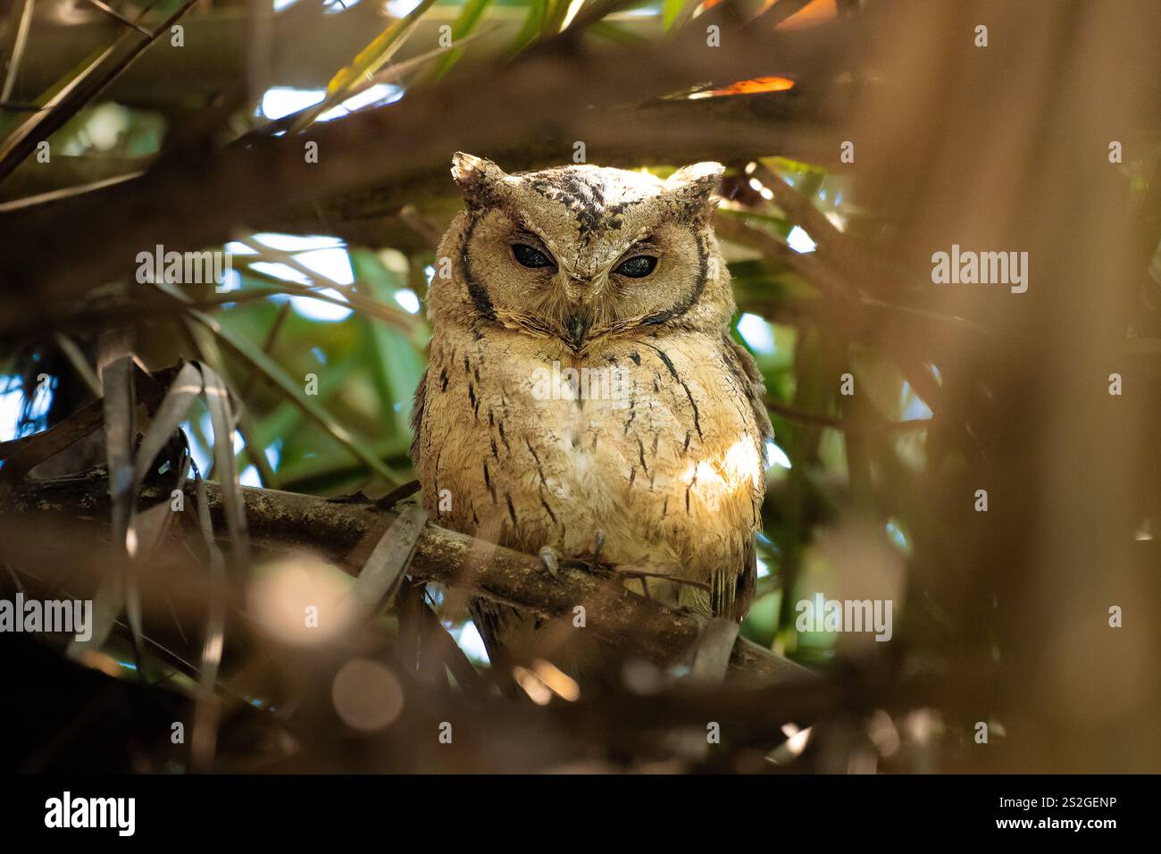 A Scops Owl gazes intently from between the branches at Keoladeo ...