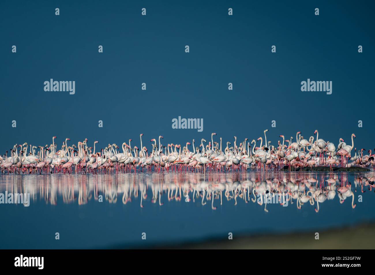 A large flock of flamingos stands gracefully at Sambhar Lake, Rajasthan ...