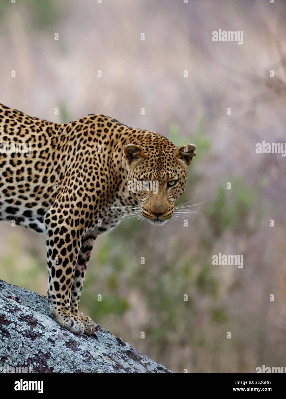 Very intense stare from a big male leopard while licking his lips after ...