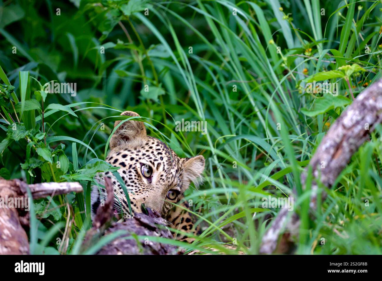 Leopard eyes piercing through the lush green grass while biting down on ...