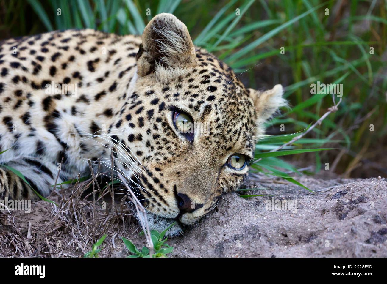 Lion and leopard hunt hi-res stock photography and images - Alamy