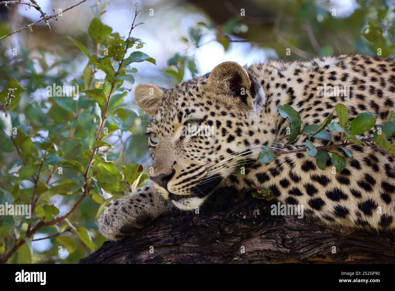 Beautiful female leopard relaxing in a tree, stunning eyes Stock Photo ...