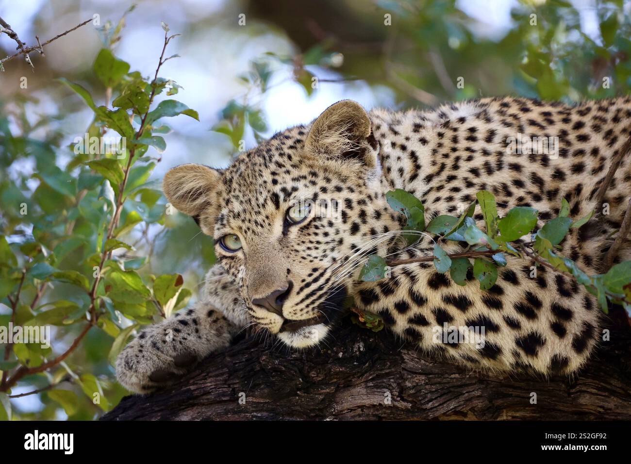 Beautiful female leopard relaxing in a tree, stunning eyes Stock Photo ...