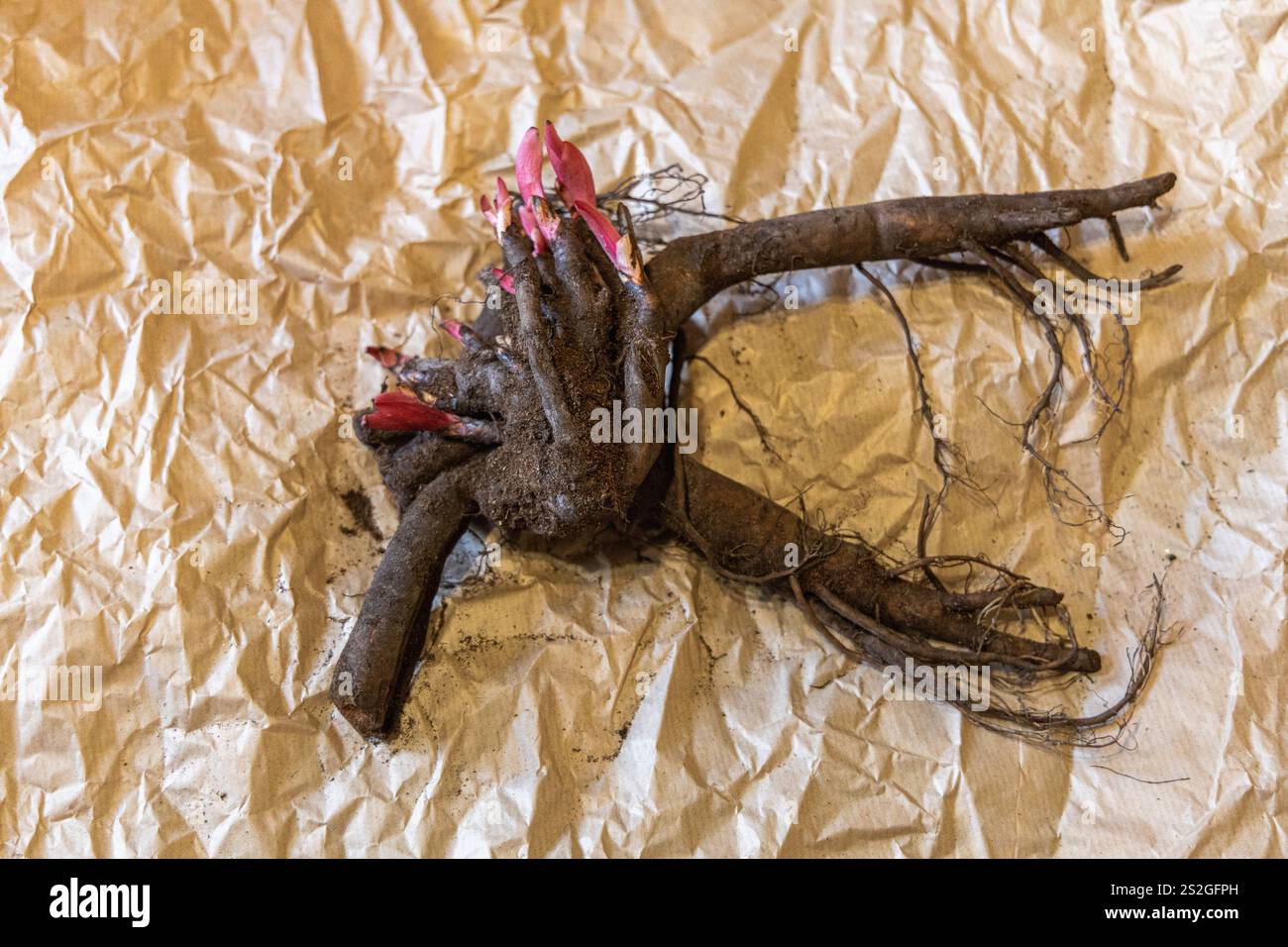 Large root of herbaceous peony with buds and roots before planting ...