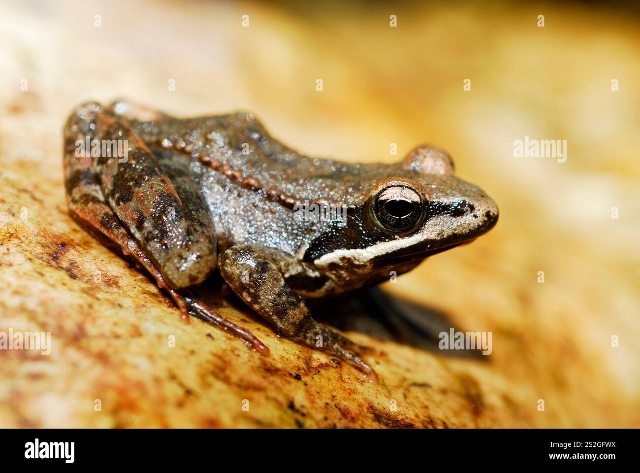 Long-legged frog (Rana iberica) in Santuario de las Batuecas, Salamanca ...