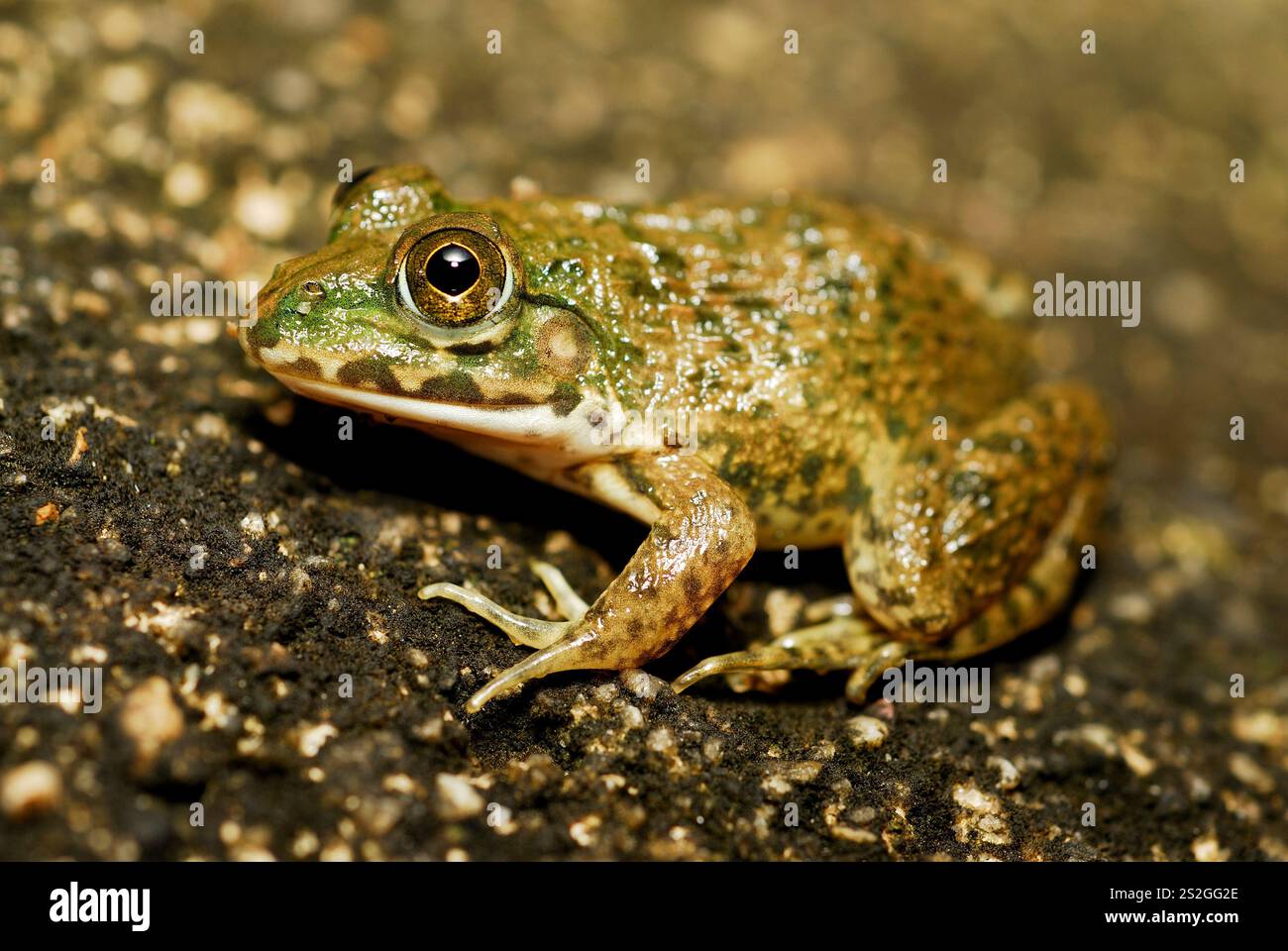 Frog (Fejervarya sp.) in Kuching, Sarawak, Malaysia Stock Photo - Alamy