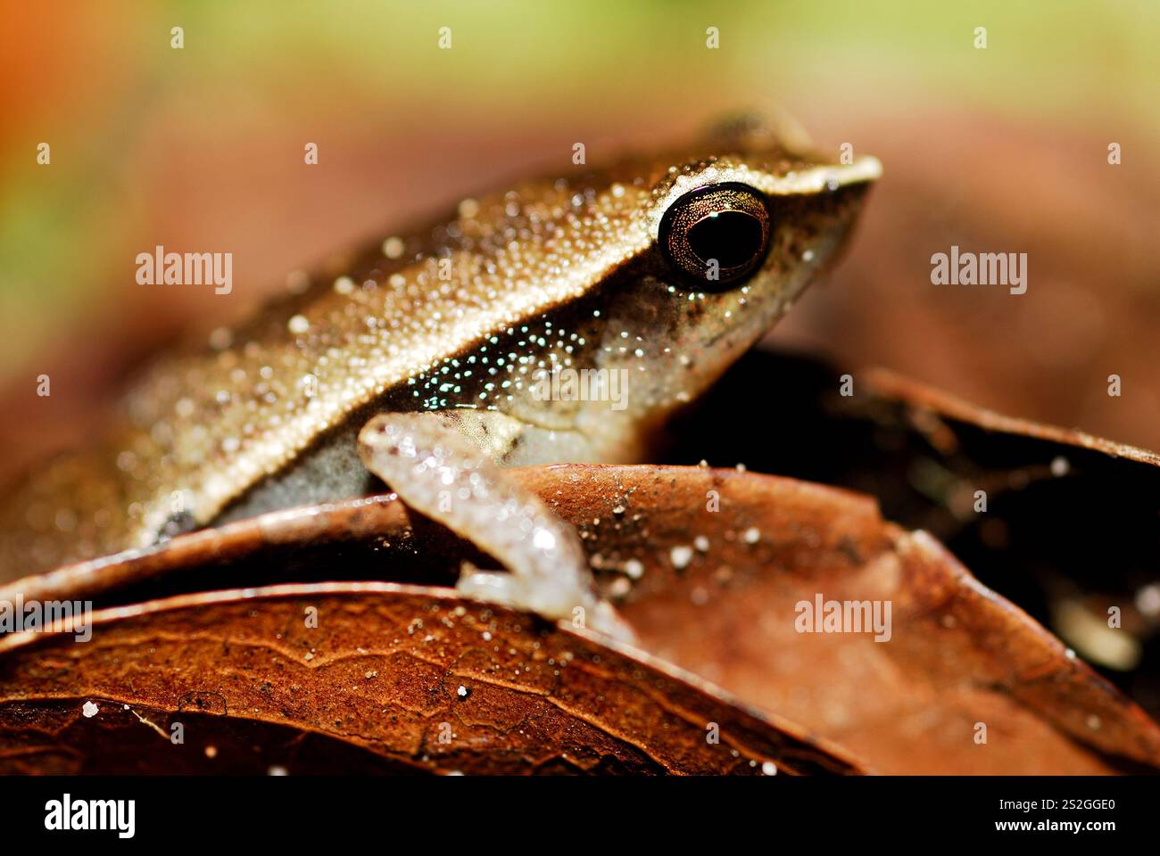 Frog (Kalophrynus pleurostigma) in Bako, Sarawak, Malaysia Stock Photo ...