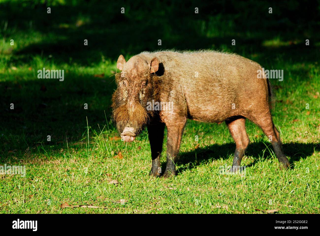 Wild boar (Sus barbatus) in Bako national park, Sarawak, Malaysia Stock ...