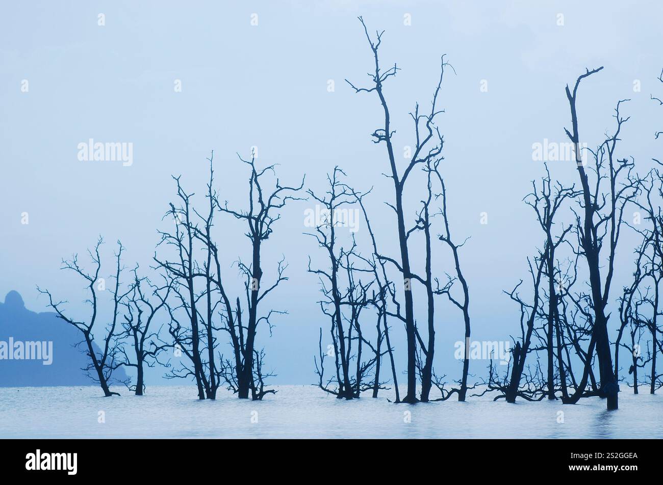 Trees in Bako national park, Sarawak, Malaysia, Borneo Stock Photo - Alamy