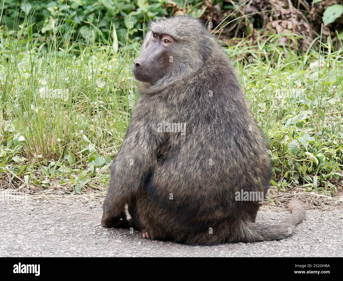 olive baboon, Anubis baboon, Anubispavian, Babouin olive, Papio anubis ...