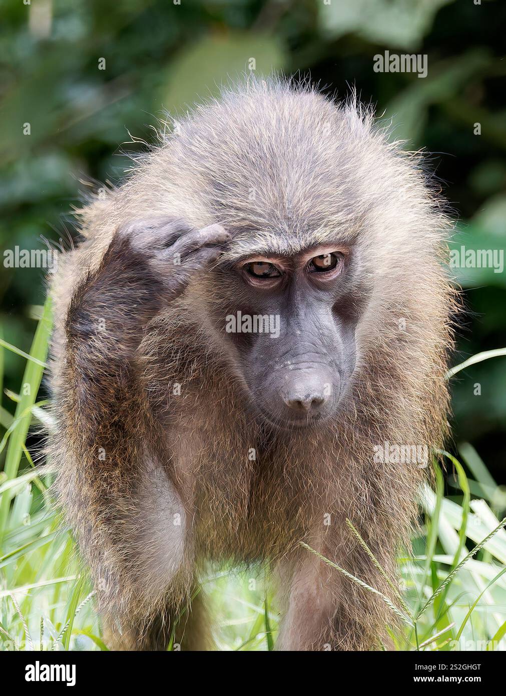 olive baboon, Anubis baboon, Anubispavian, Babouin olive, Papio anubis ...