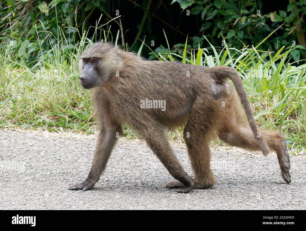 olive baboon, Anubis baboon, Anubispavian, Babouin olive, Papio anubis ...