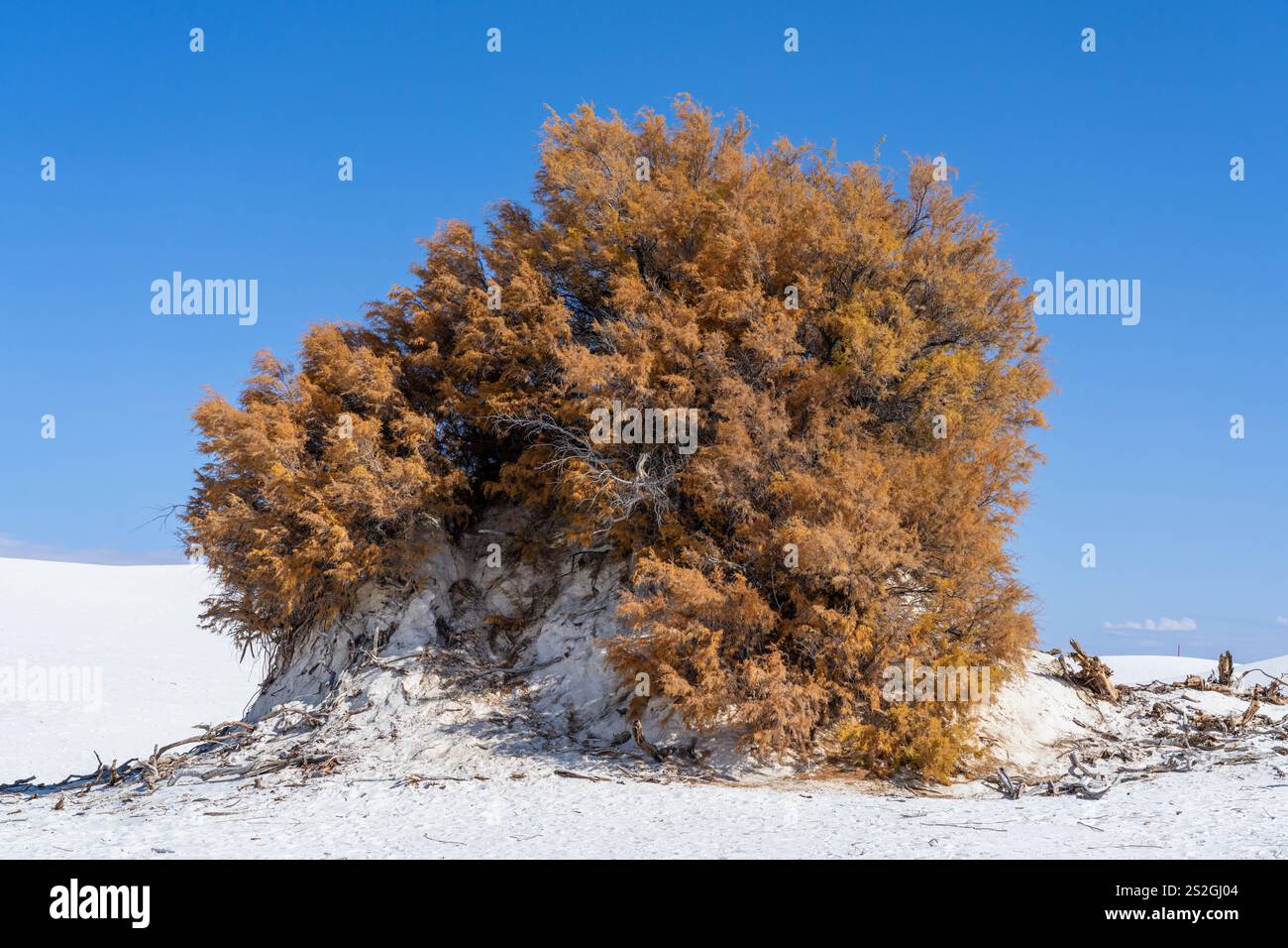 A Lone Tree in White Sands National Park with Sand Covering Parts of ...