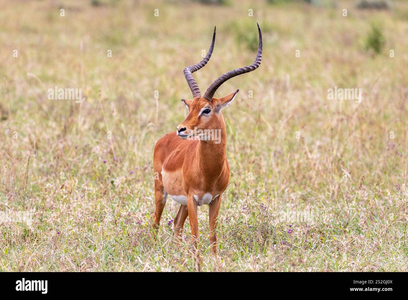 Impala in wild kenya hi-res stock photography and images - Alamy