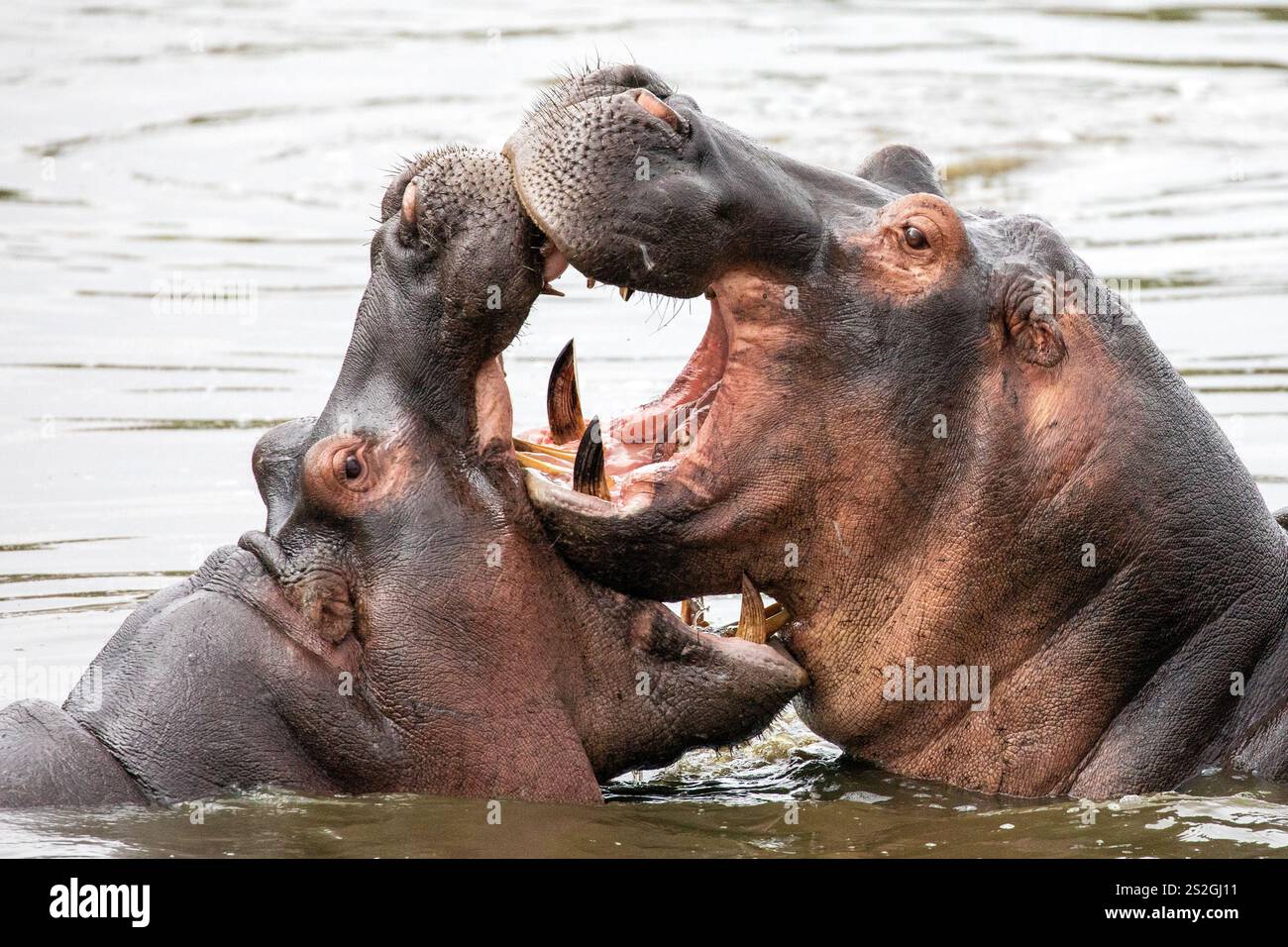 Two hippopotamus playing in a swamp pond, Kenya Stock Photo - Alamy