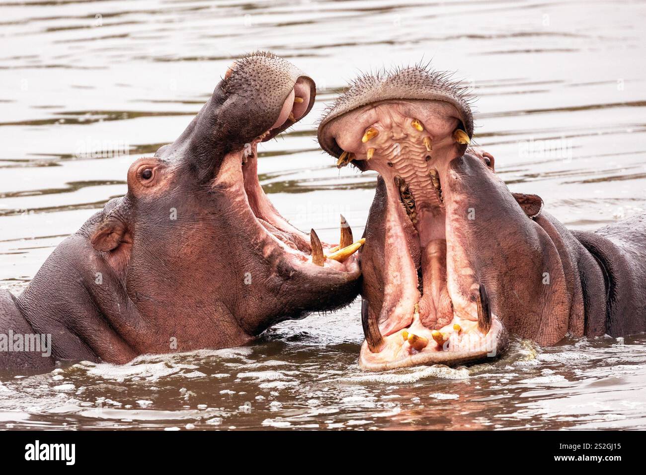 Two hippopotamus playing in a swamp pond, Kenya Stock Photo - Alamy