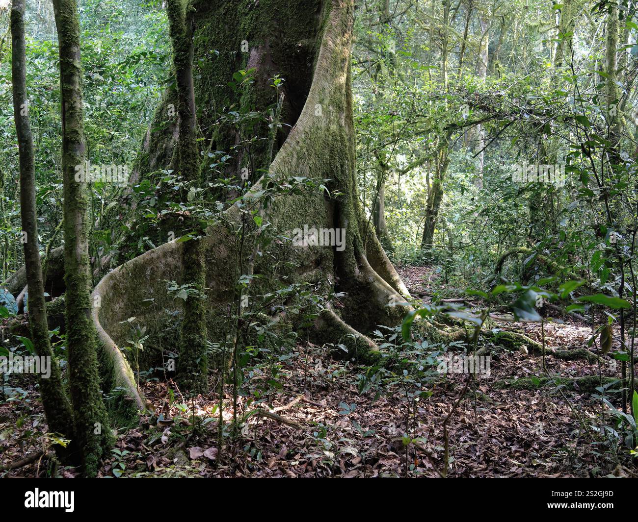 Kibale Forest National Park, Uganda, East Africa Stock Photo - Alamy