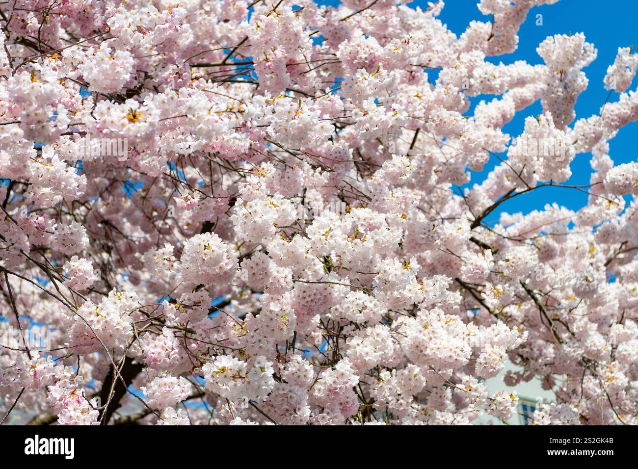 Sakura tree blossom. Beautiful pink spring Sakura flower on a tree ...