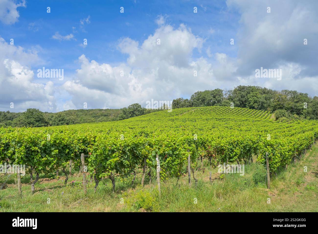 Weinberg am Weingut Schloss Vollrads, Oestrich-Winkel, Rheingau-Taunus ...