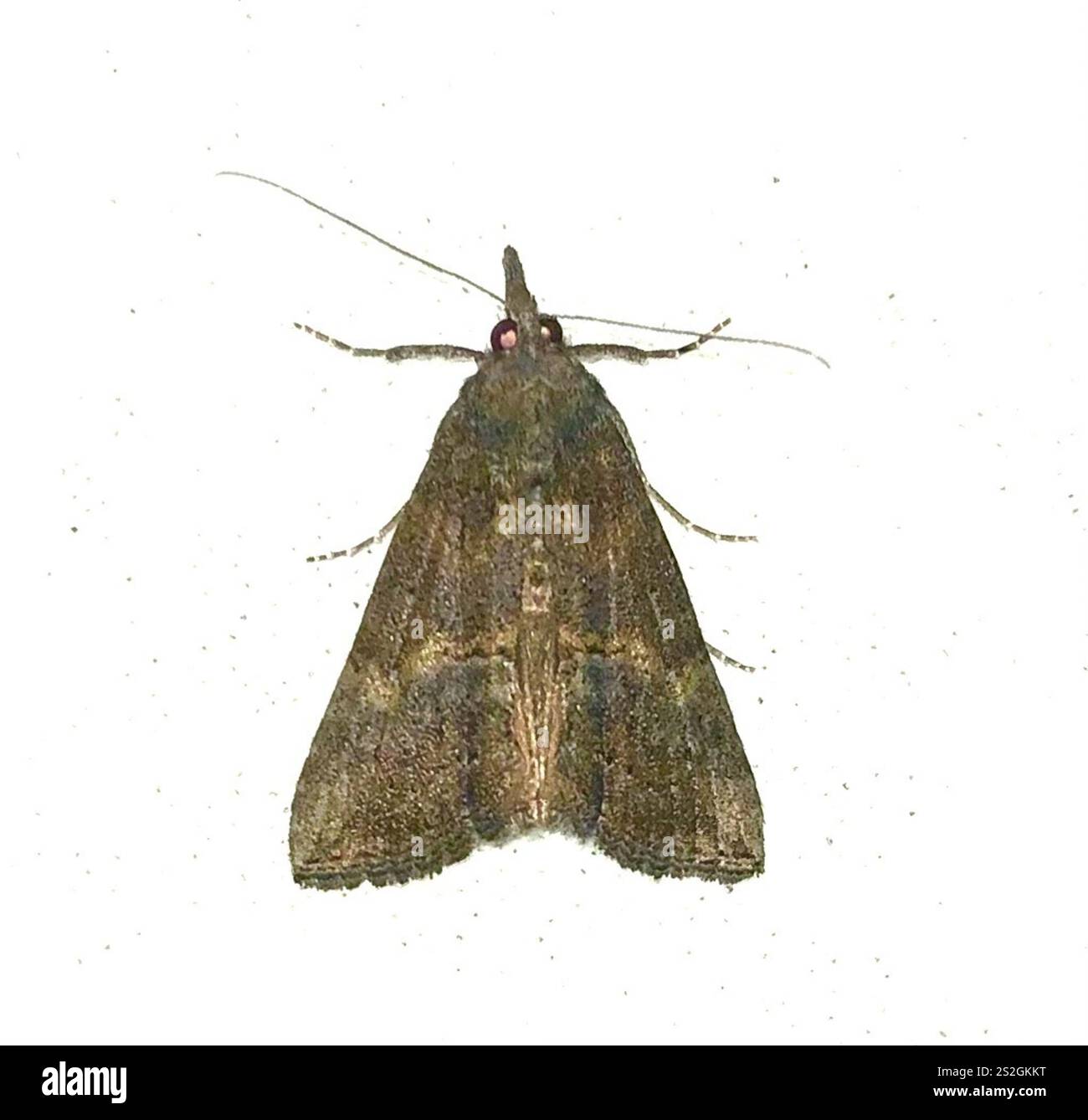 Green Cloverworm Moth (Hypena scabra Stock Photo - Alamy