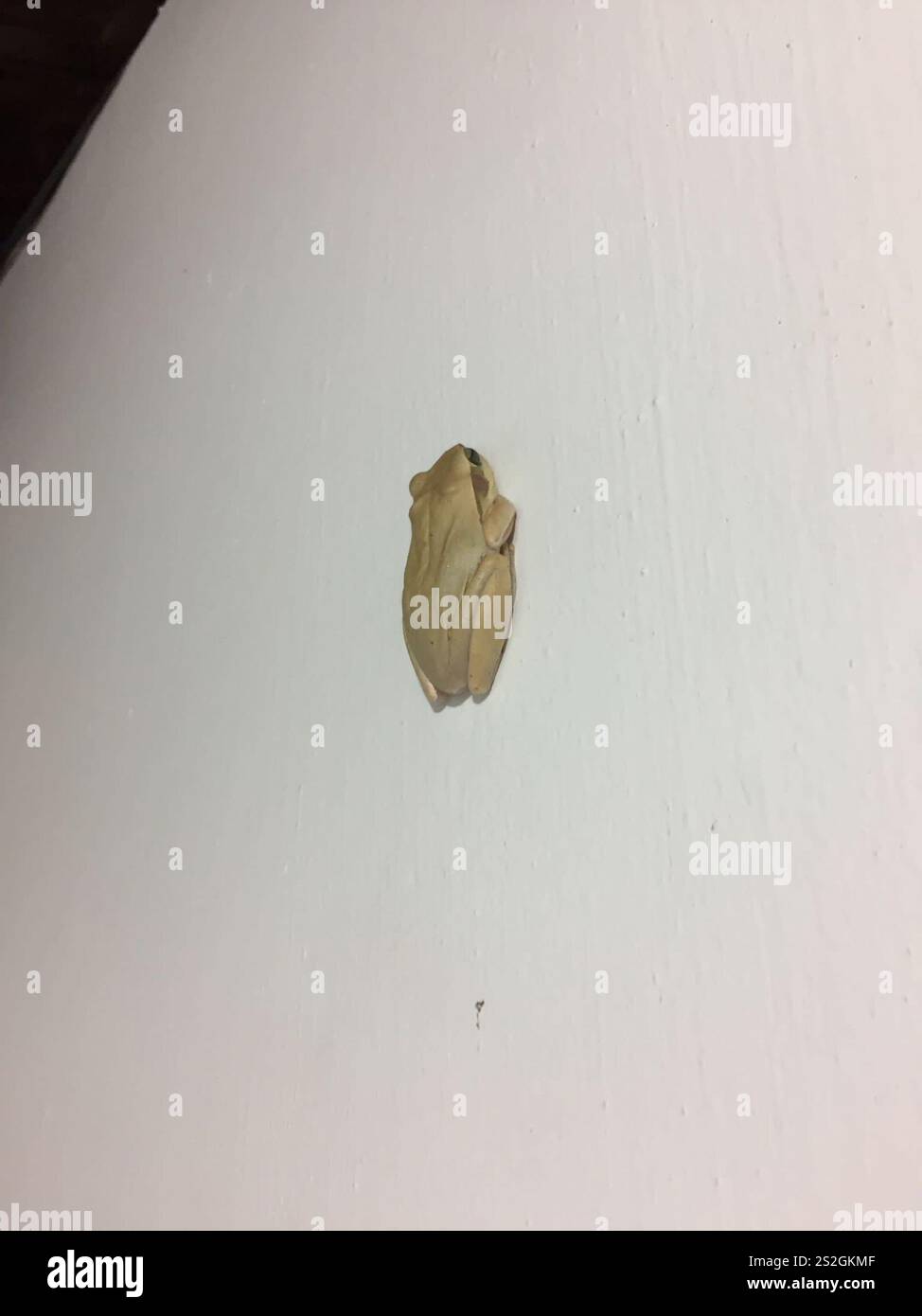 Chunam Tree Frog (Polypedates maculatus Stock Photo - Alamy