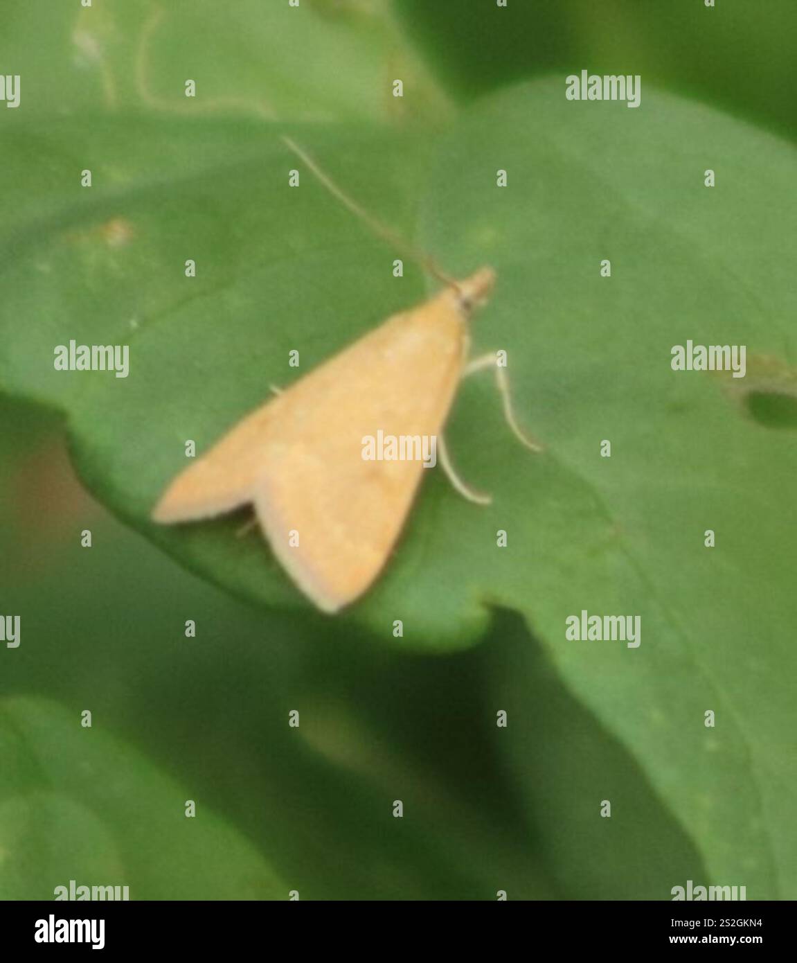 Garden Webworm Moth (Achyra rantalis Stock Photo - Alamy