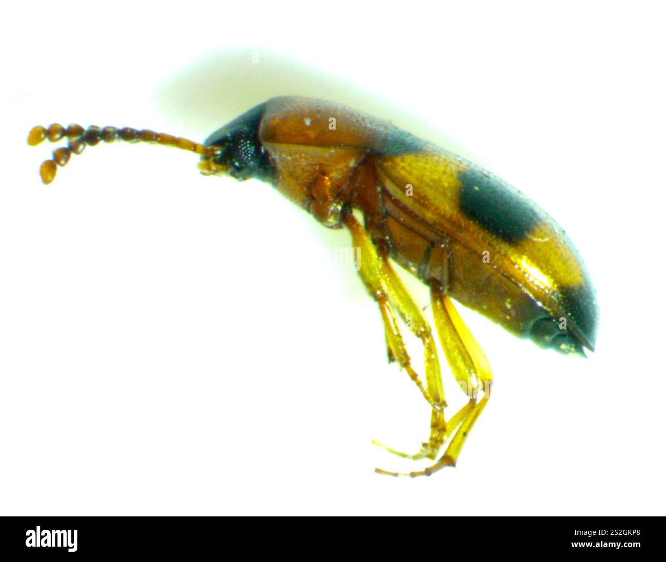 Adventive Ant-loving Teneb (Poecilocrypticus formicophilus Stock Photo ...