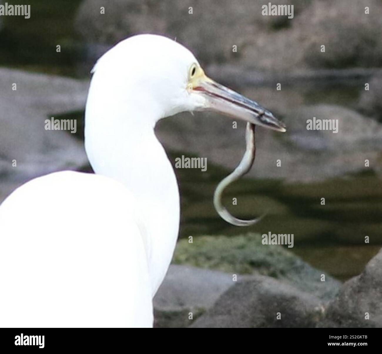 American Eel (Anguilla rostrata Stock Photo - Alamy